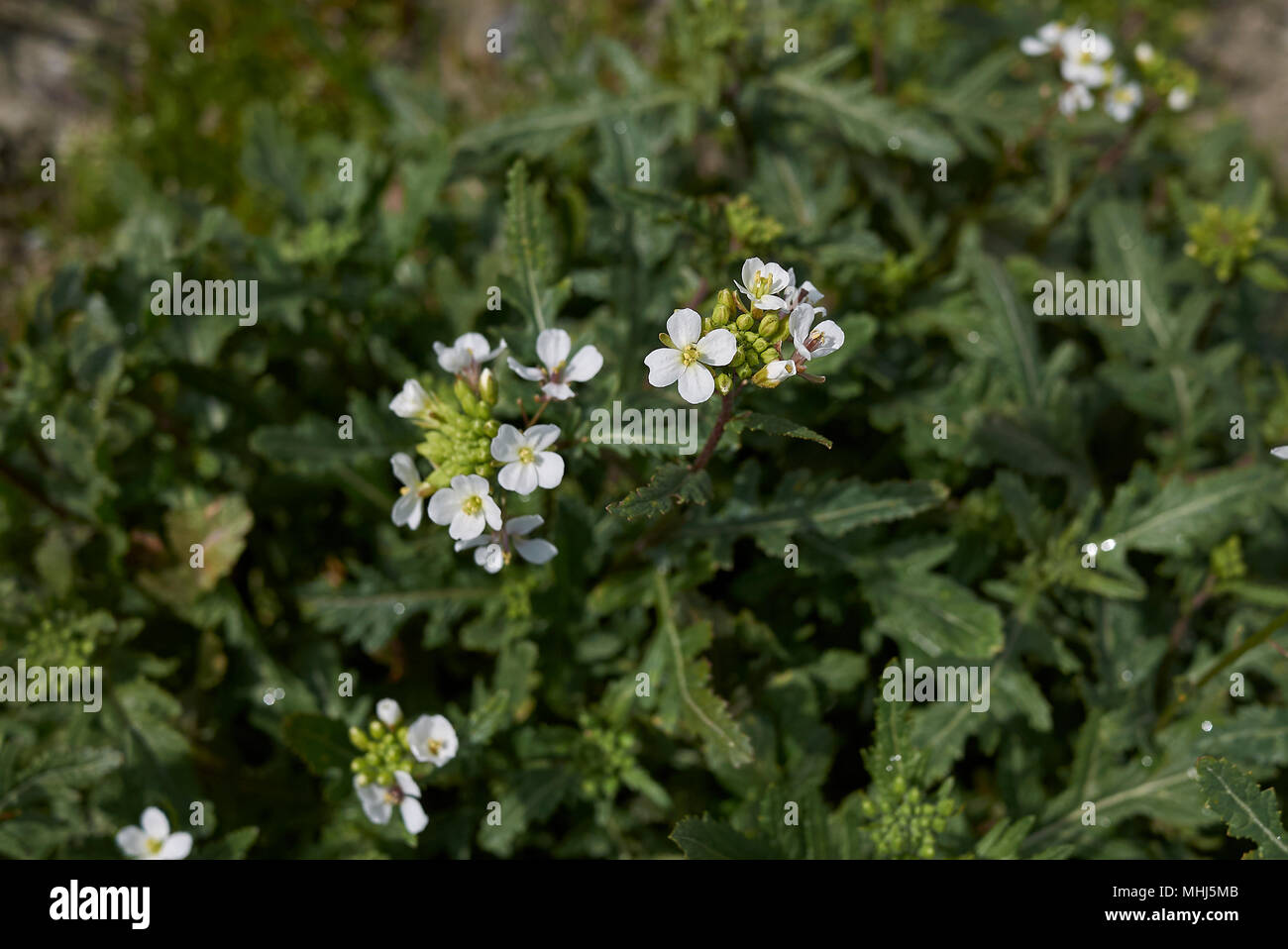 White wallrocket diplotaxis erucoides hi-res stock photography and images - Alamy
