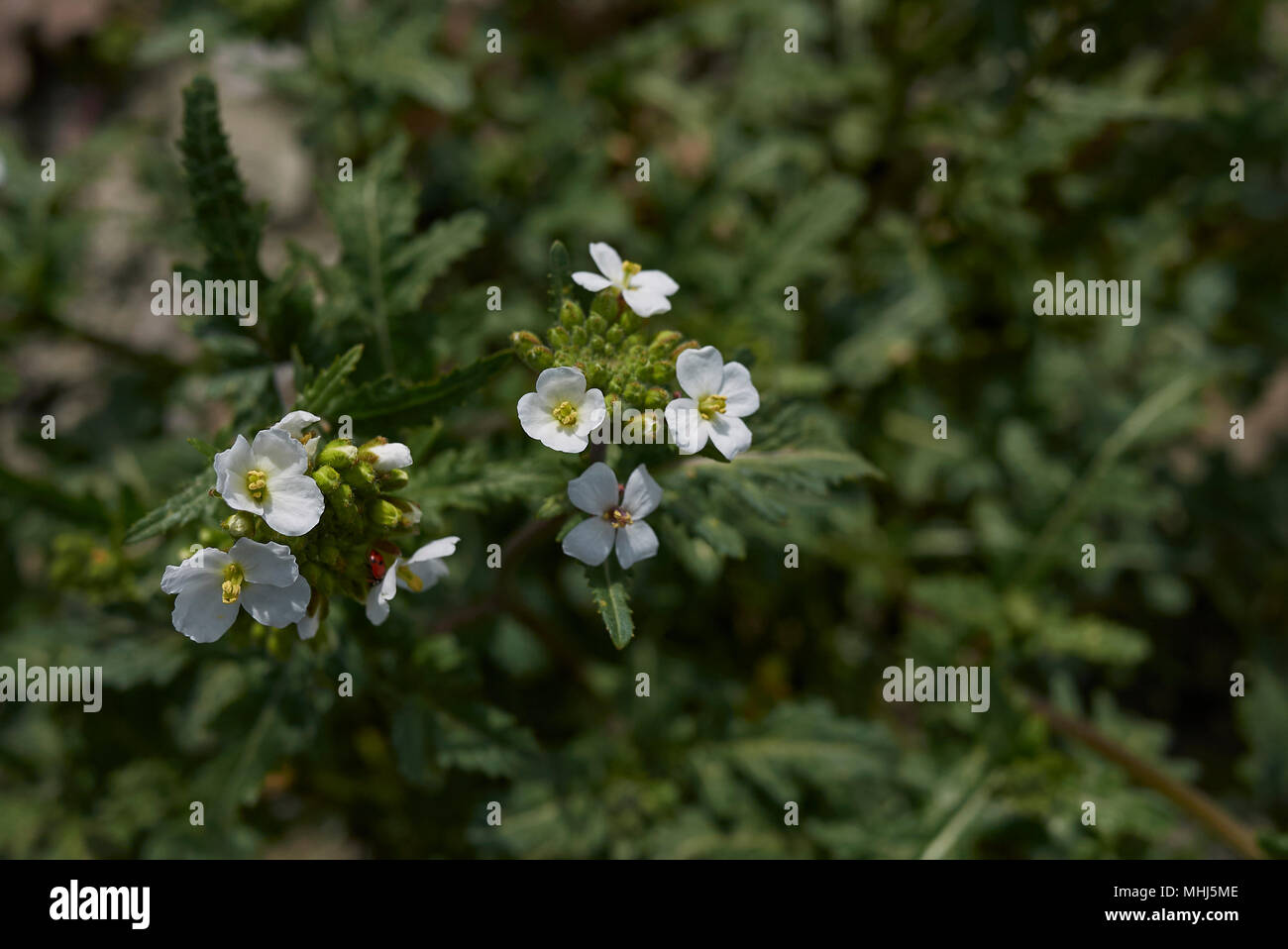 White wallrocket diplotaxis erucoides hi-res stock photography and ...