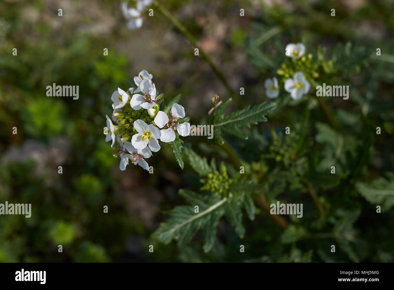 Diplotaxis erucoides hi-res stock photography and images - Alamy