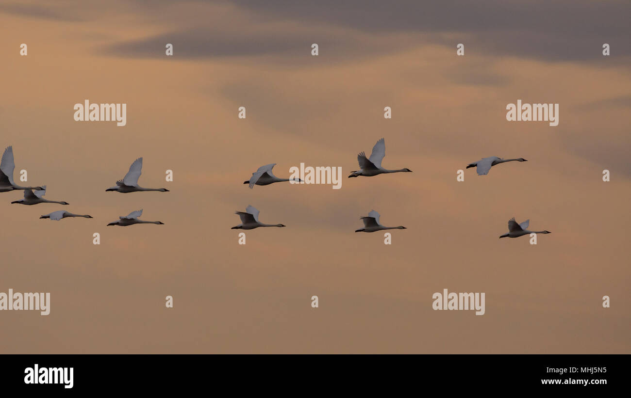 Trumpeter Swan (Cygnus buccinator) flock in flight during sunset ...