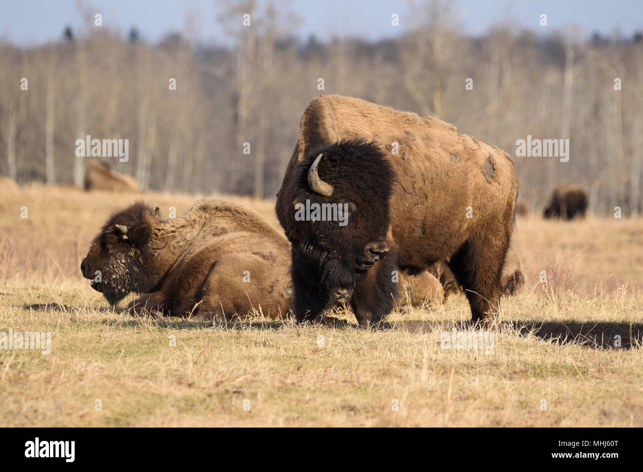 American bison (bison bison) in Elk island National Park in early ...