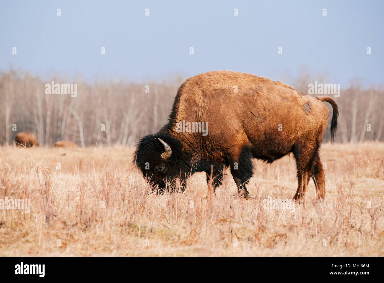 American bison (bison bison) in Elk island National Park in early ...