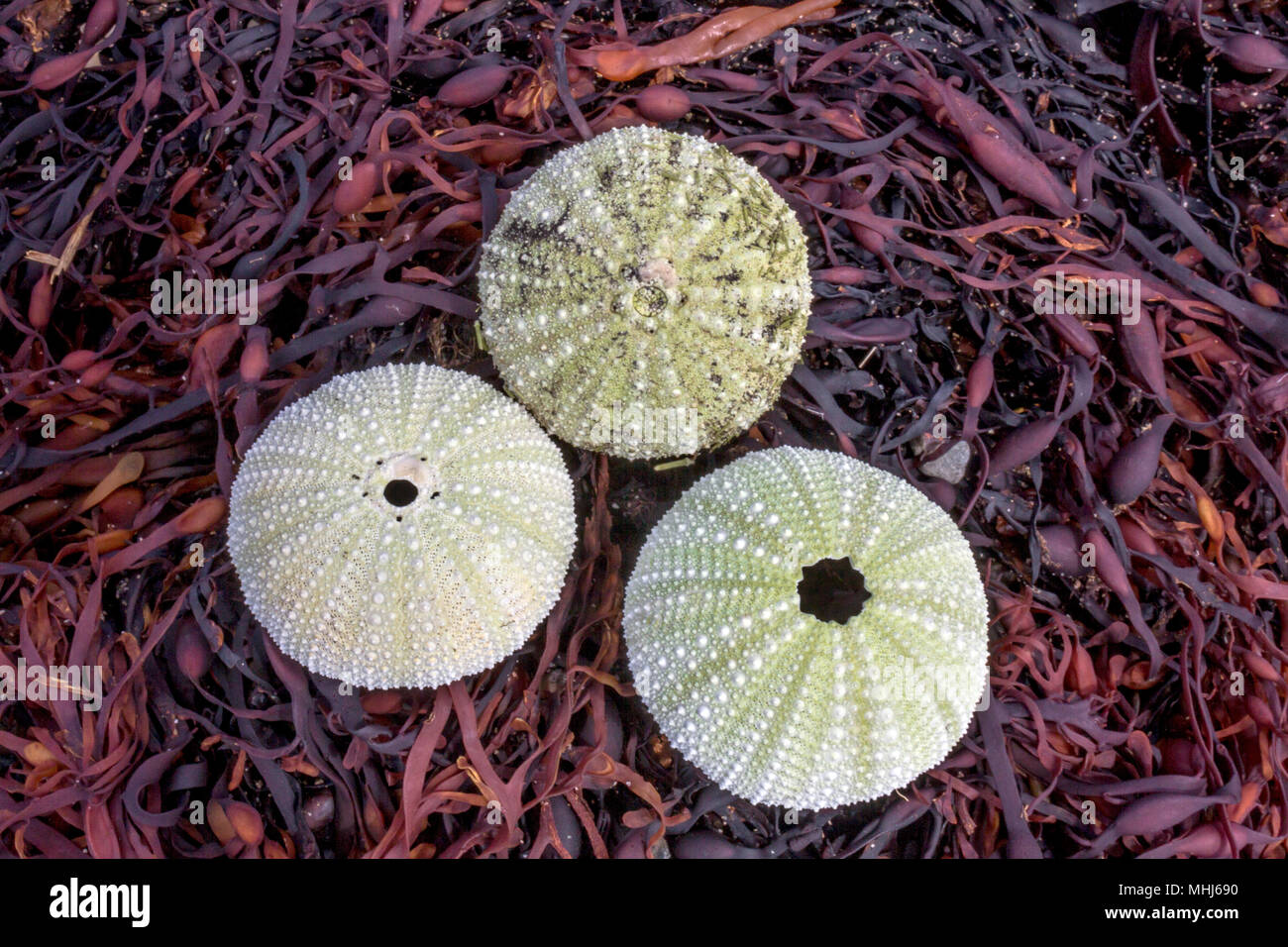 Brunswick beach hi-res stock photography and images - Alamy