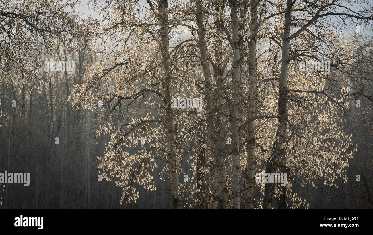 Populus tremuloides seed hi-res stock photography and images - Alamy