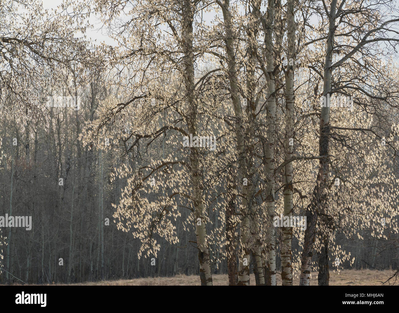 With aspen seeds hi-res stock photography and images - Alamy