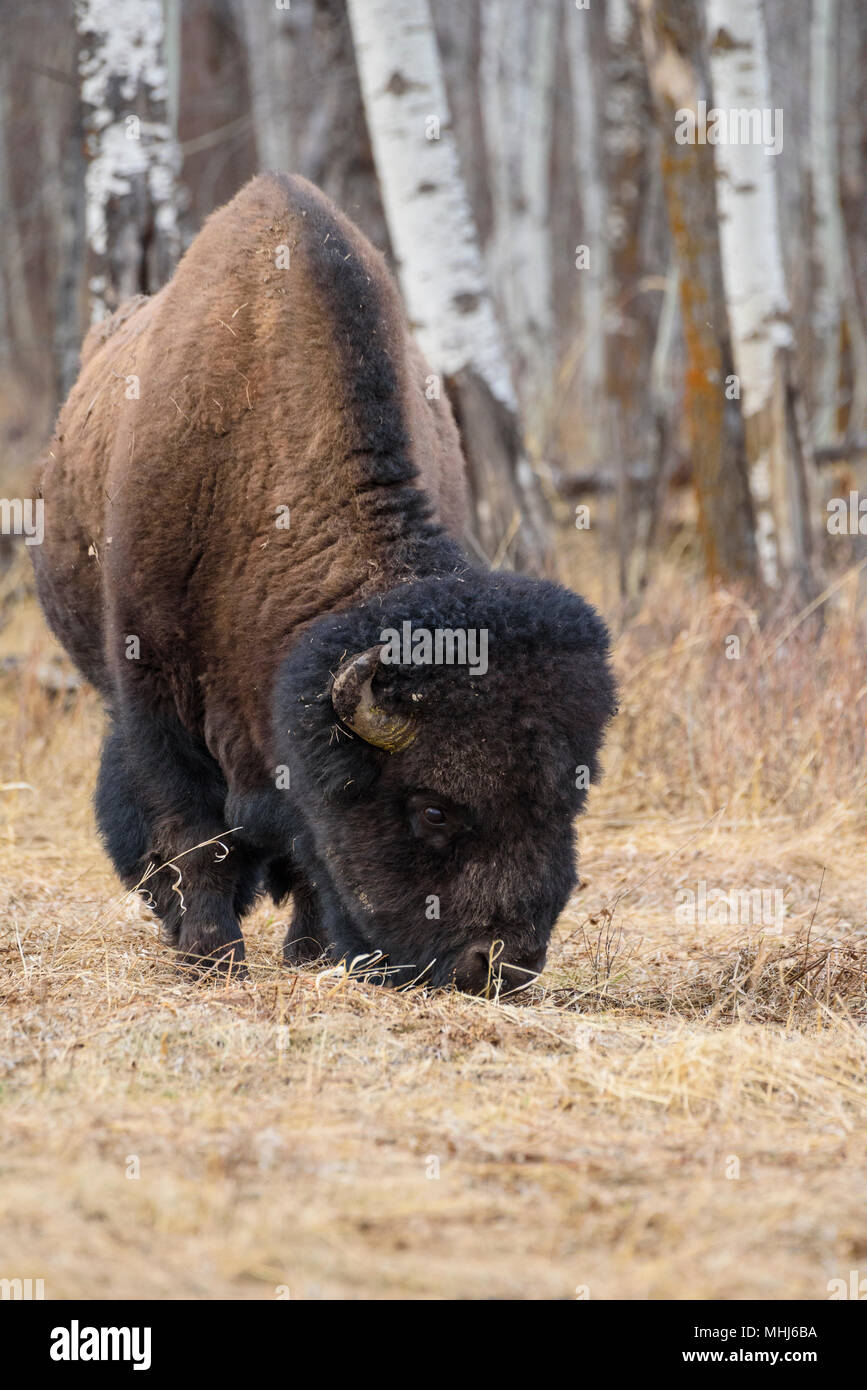 American bison (bison bison) in Elk island National Park in early ...