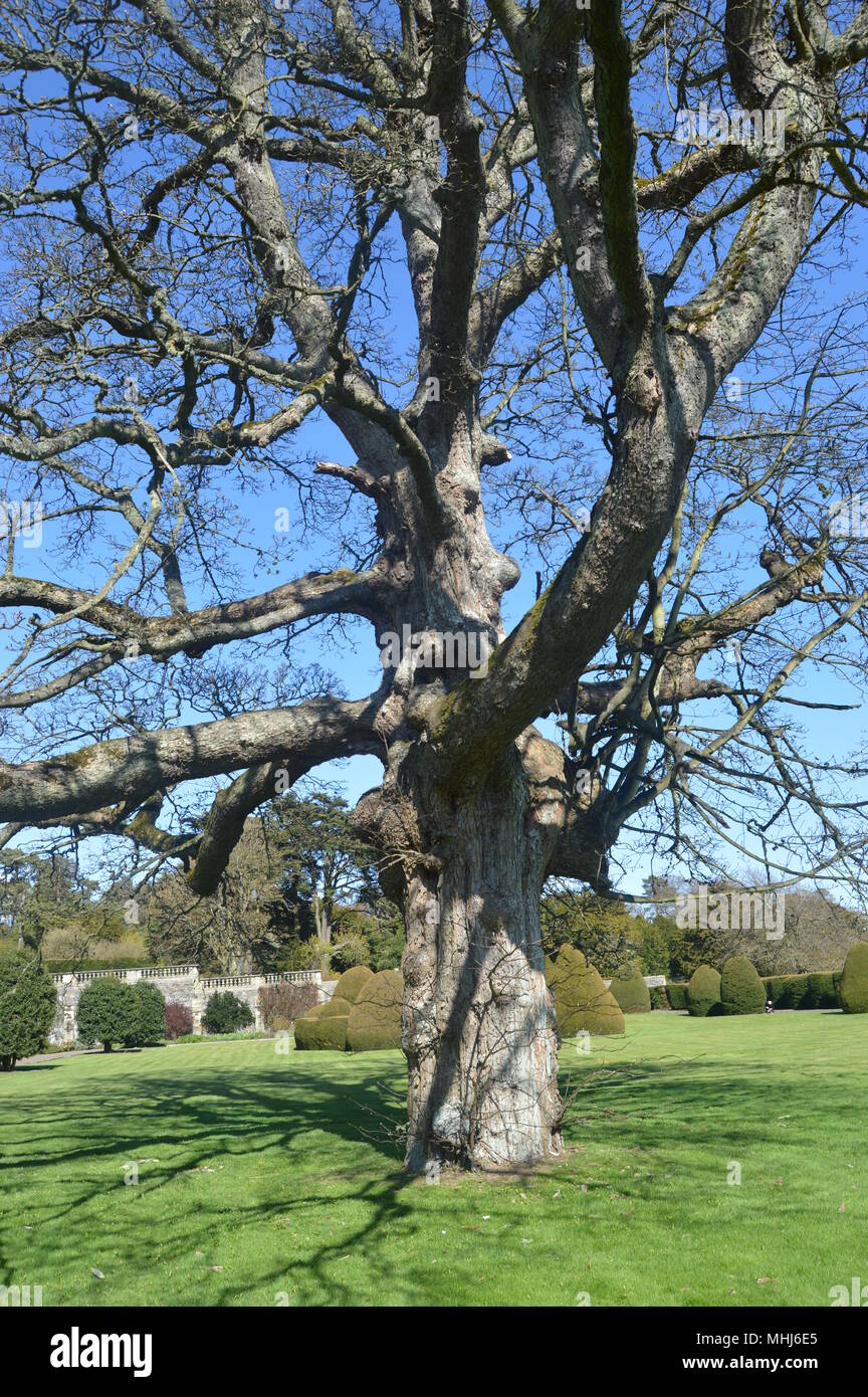 Balcarres Gardens, Colinsburgh, Fife, Scotland, ancient lime tree Stock ...