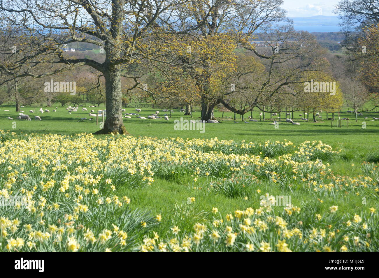 Balcarres Gardens, Colinsburgh, Fife, Scotland Stock Photo - Alamy
