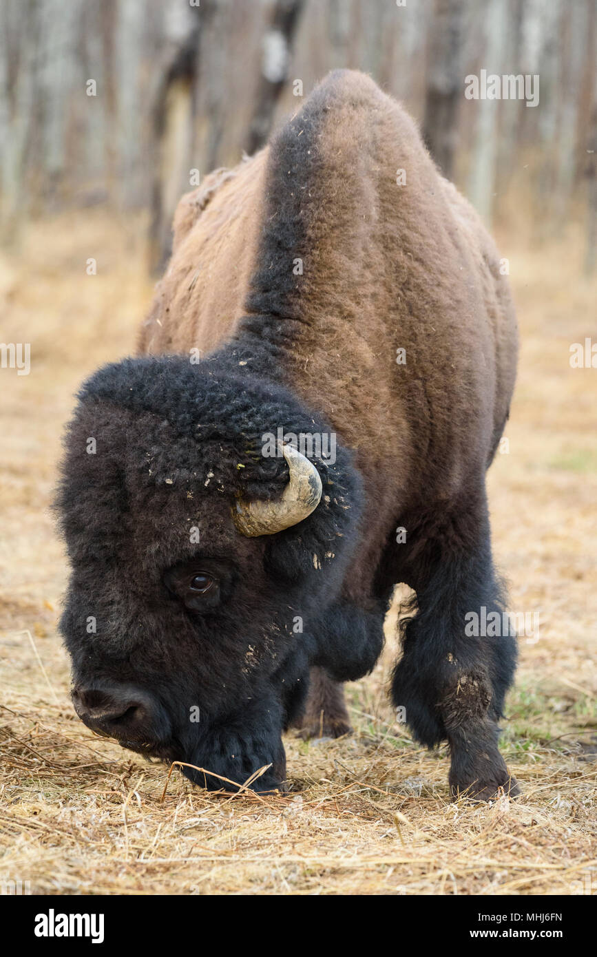 American bison (bison bison) in Elk island National Park in early ...