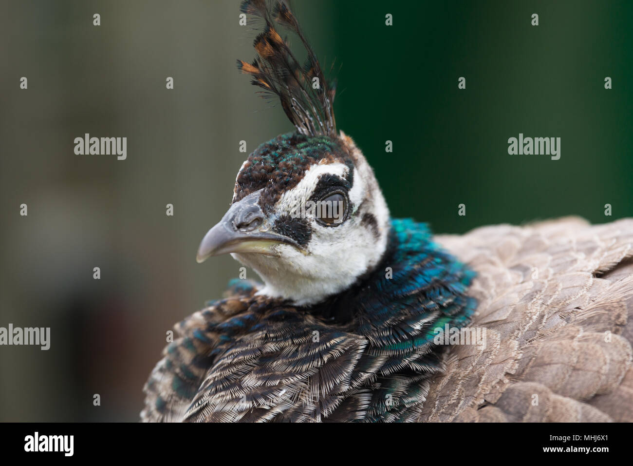 Peahen Bird High Resolution Stock Photography and Images - Alamy