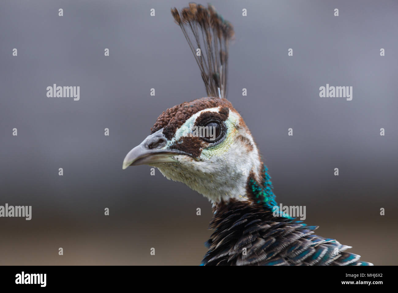 Close-up portrait of head of female Blue Indian Peafowl (peahen) bird ...