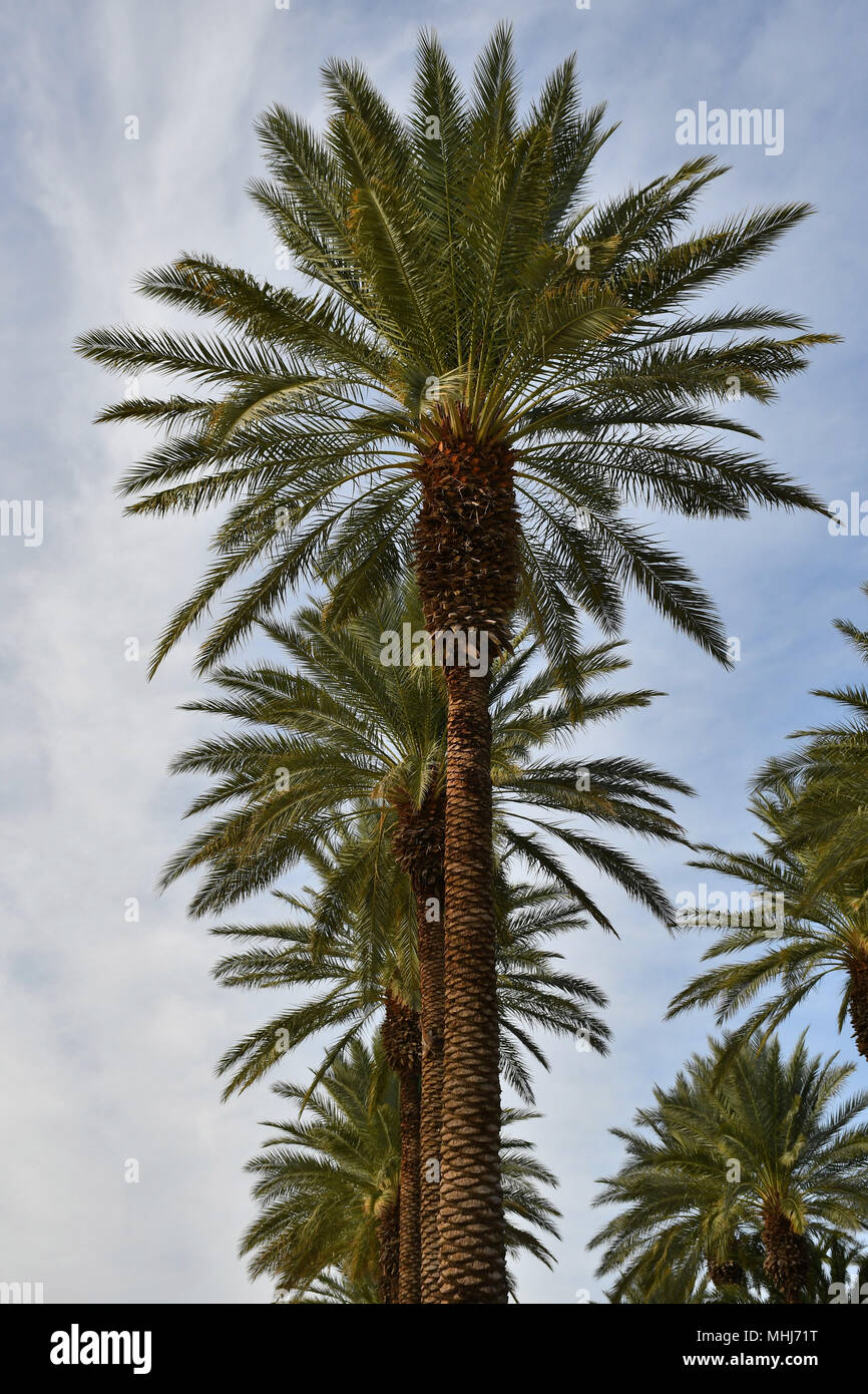 Palm treeline hi-res stock photography and images - Alamy