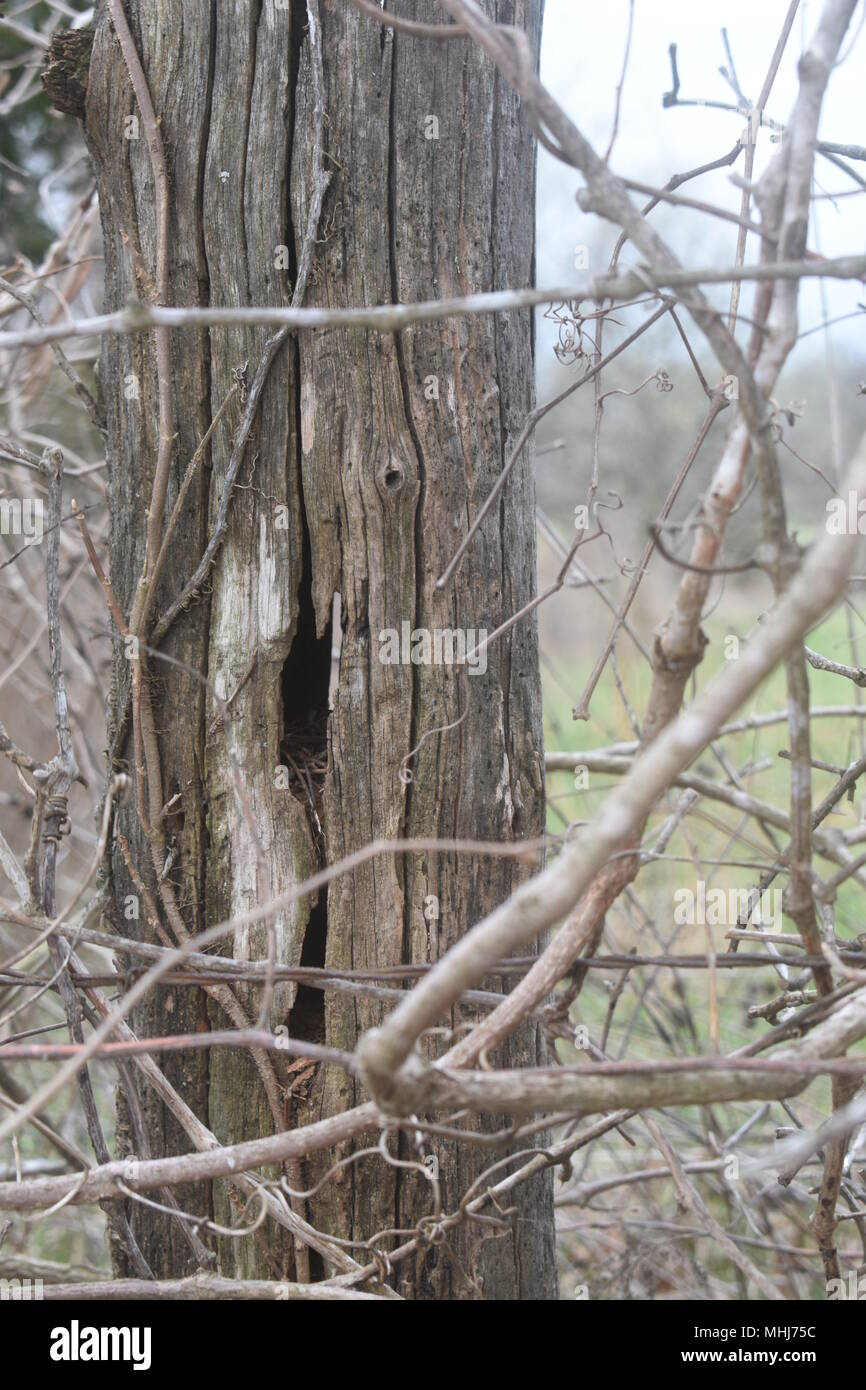 Overgrown vine hi-res stock photography and images - Alamy