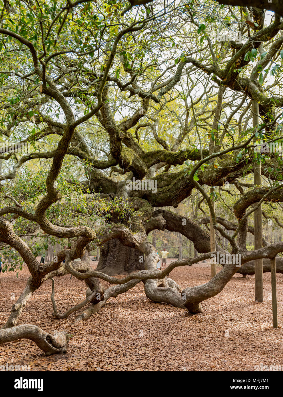 Tangled Branches of Live Oak tree in park Stock Photo - Alamy