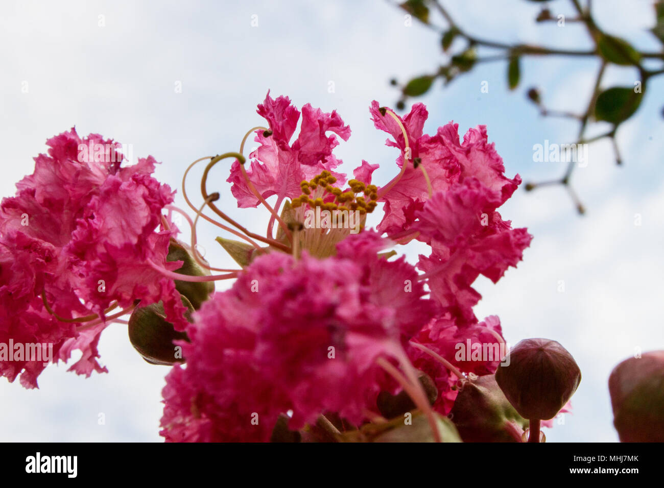 Lagerstroemia indica pink bush hi-res stock photography and images - Alamy