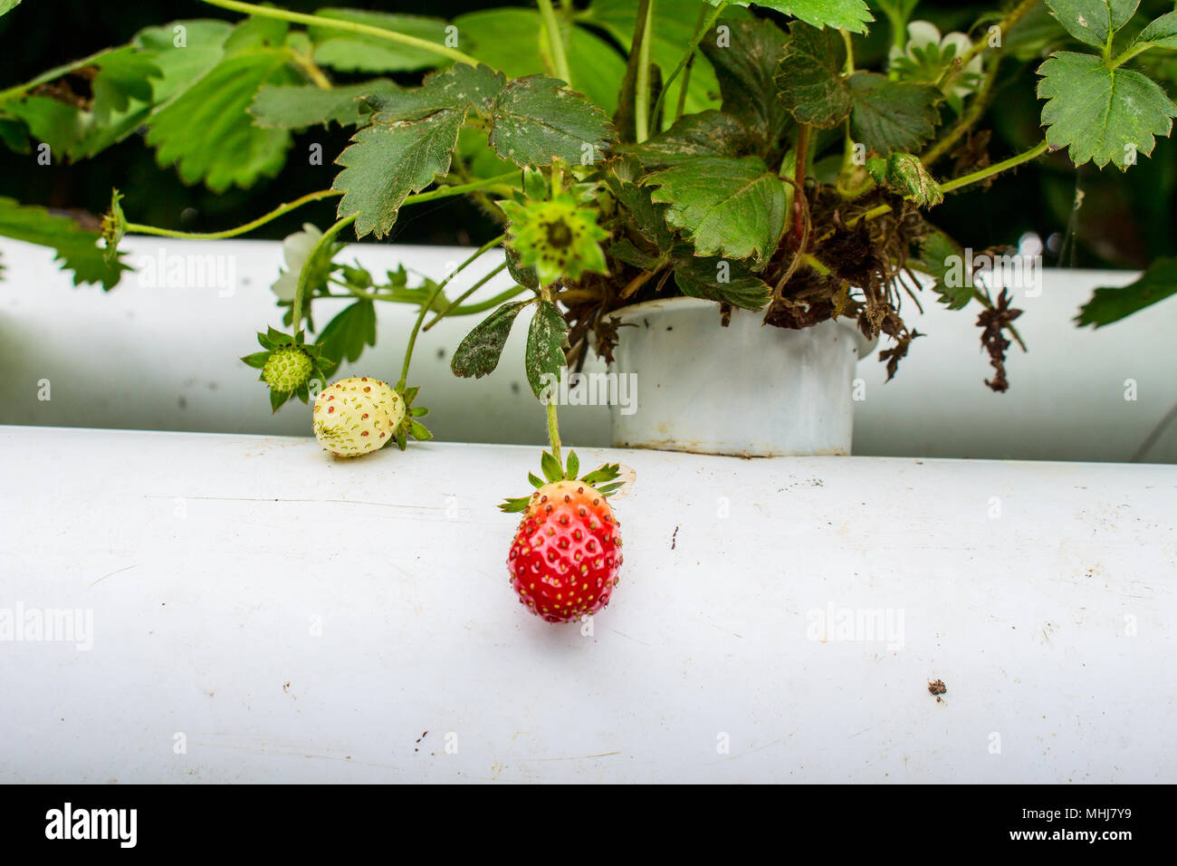 Front View Ripe and Unripe Strawberry Hangging in Stalk in White Pipe ...