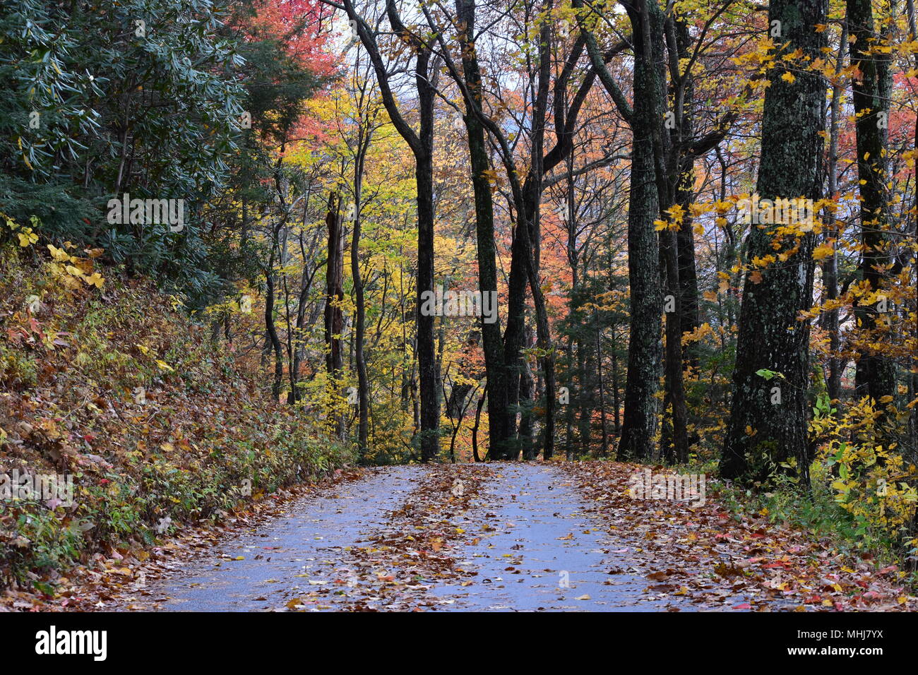 Beauty of change hi-res stock photography and images - Alamy