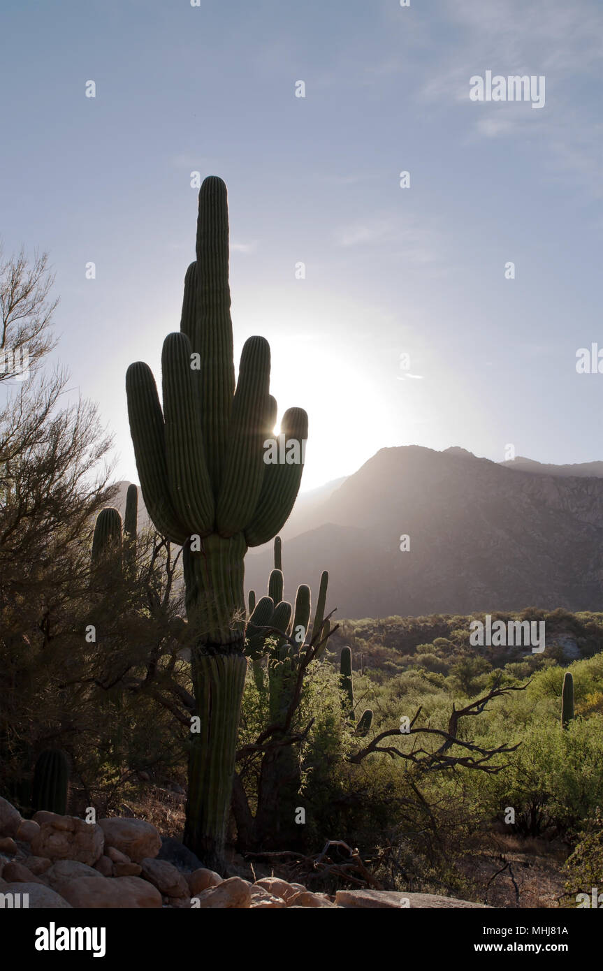 A saguaro cactus silhouetted in the sunrise in the Sonoran desert Stock ...