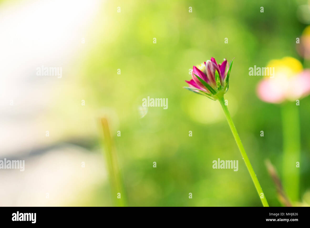 Edible cosmos hi-res stock photography and images - Alamy