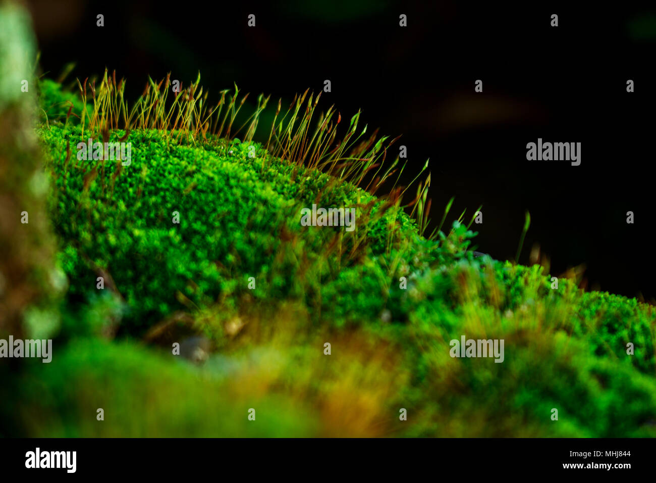 Close up Healthy Green Moss With Stand Tall Moss Seed Stock Photo - Alamy