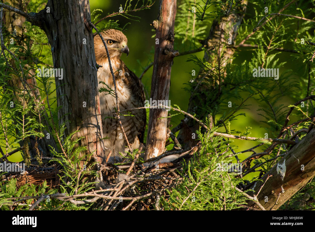 Red tailed hawk nest hi-res stock photography and images - Alamy