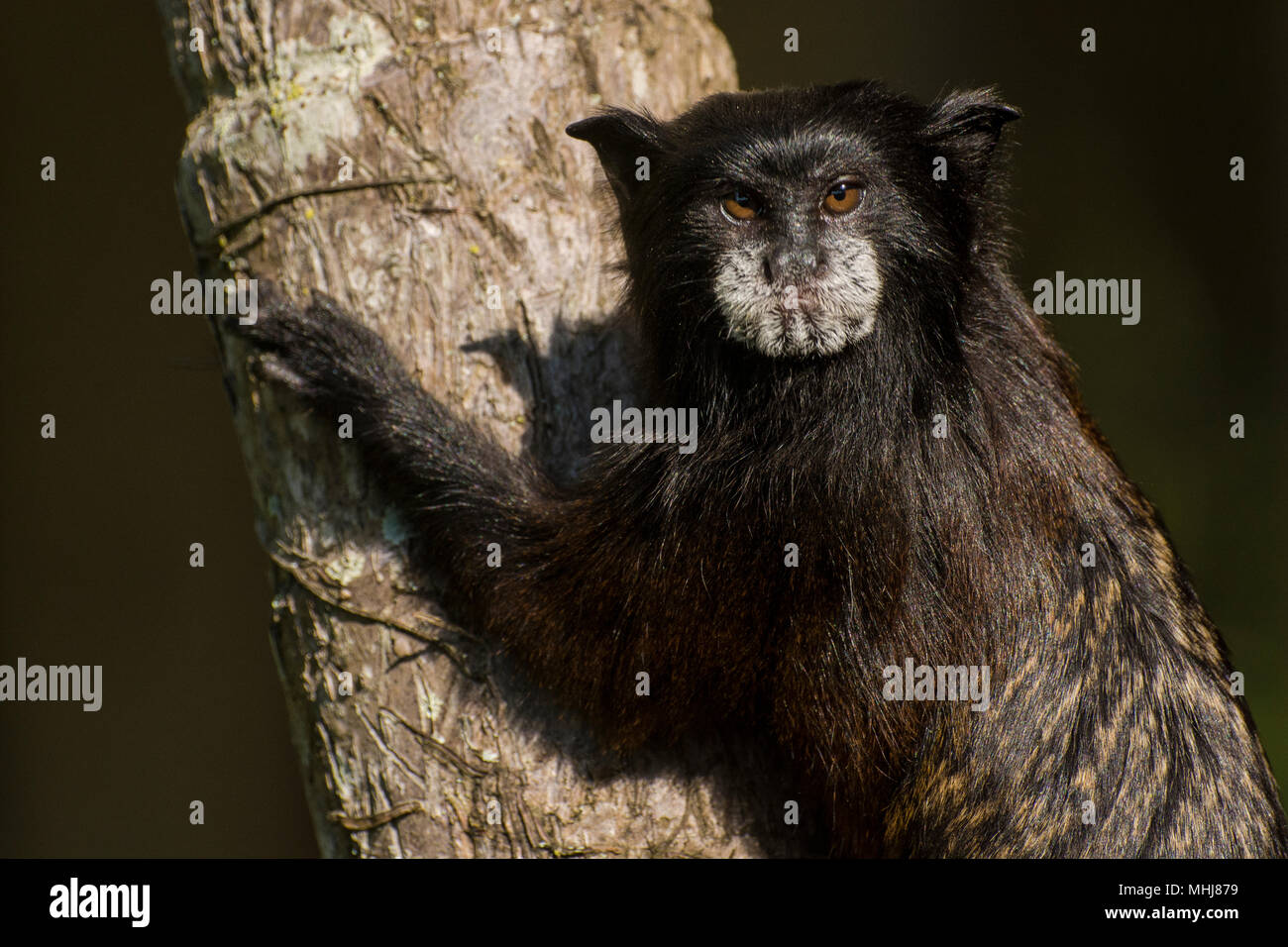 The saddle backed tamarin (Saguinus fuscicollis) is a small squirrel ...