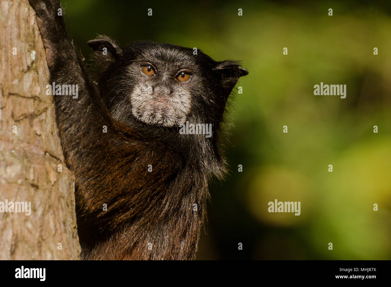 The saddle backed tamarin (Saguinus fuscicollis) is a small squirrel ...