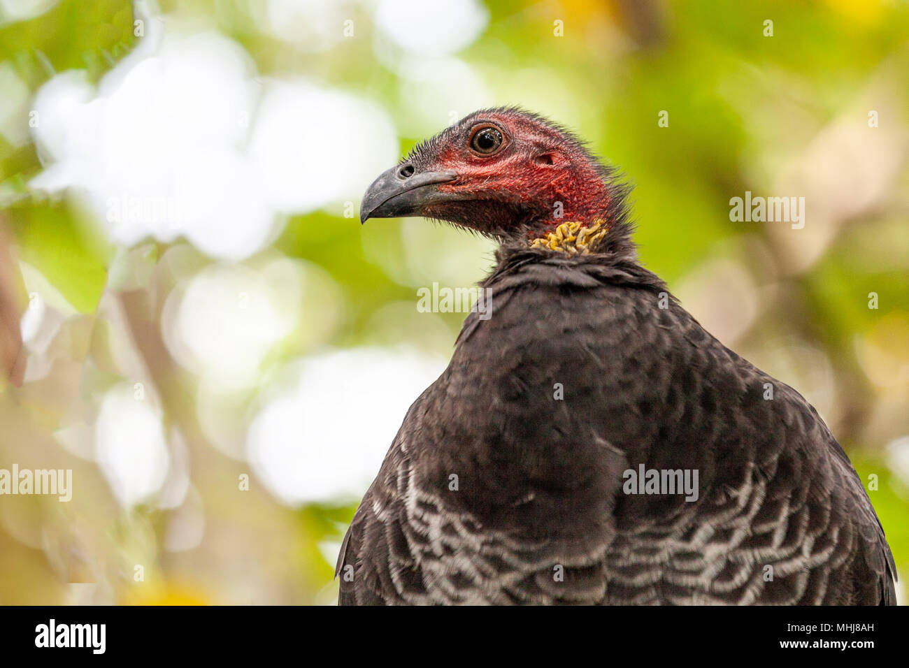 Bush turkey australia hi-res stock photography and images - Alamy