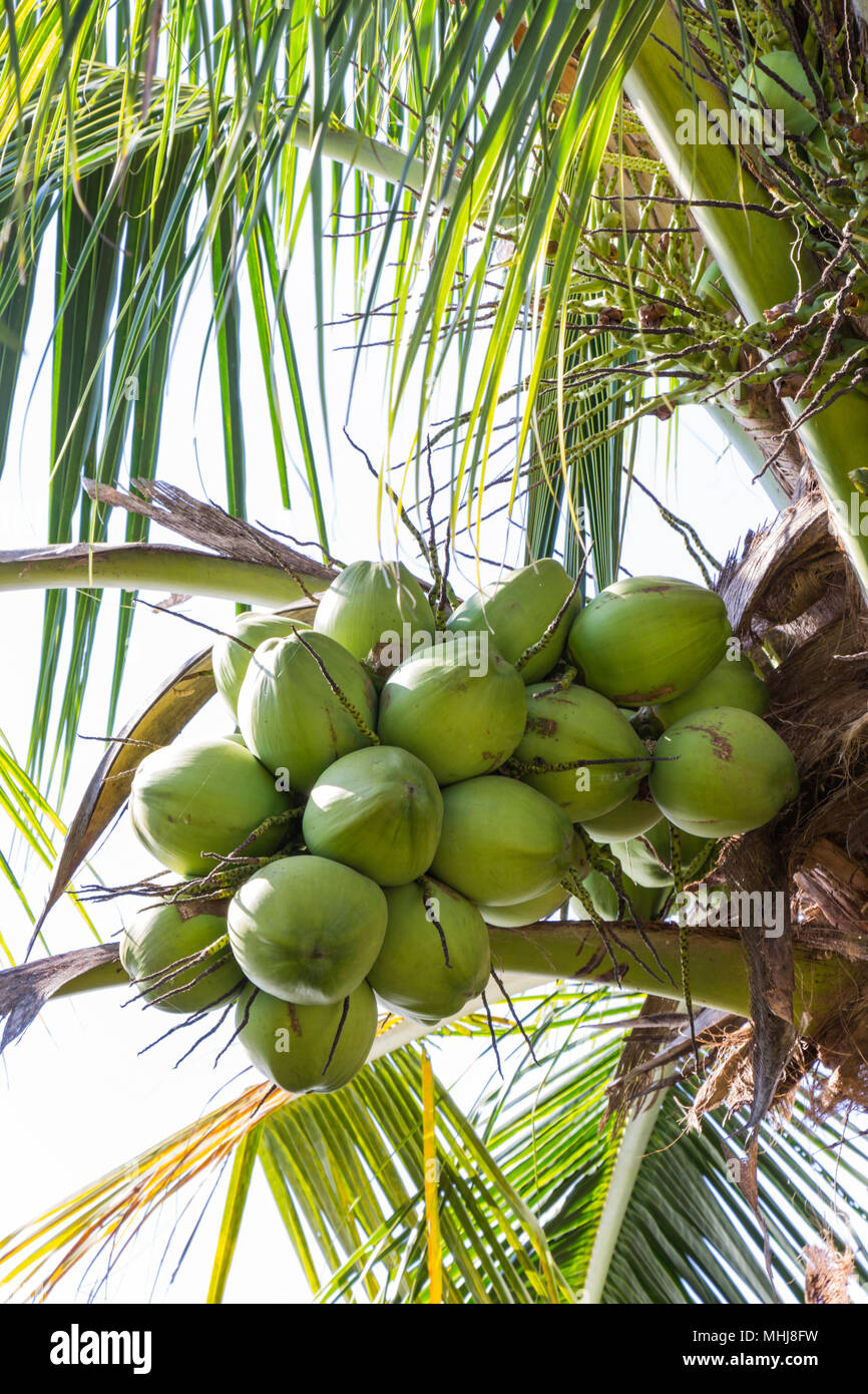 Coconut tree green hi-res stock photography and images - Alamy