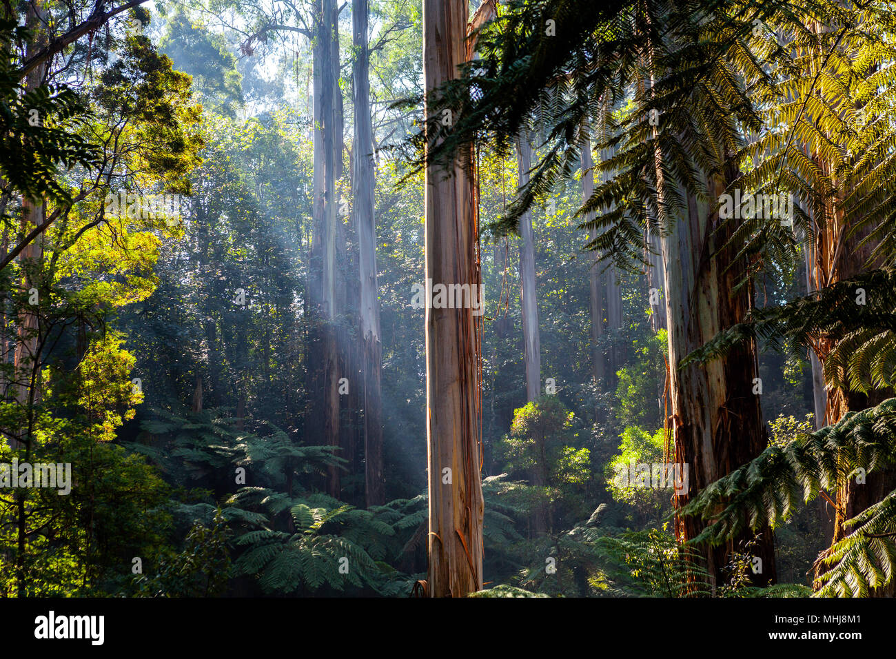 Sunlight shining through tree canopy - native Australian forest Stock ...