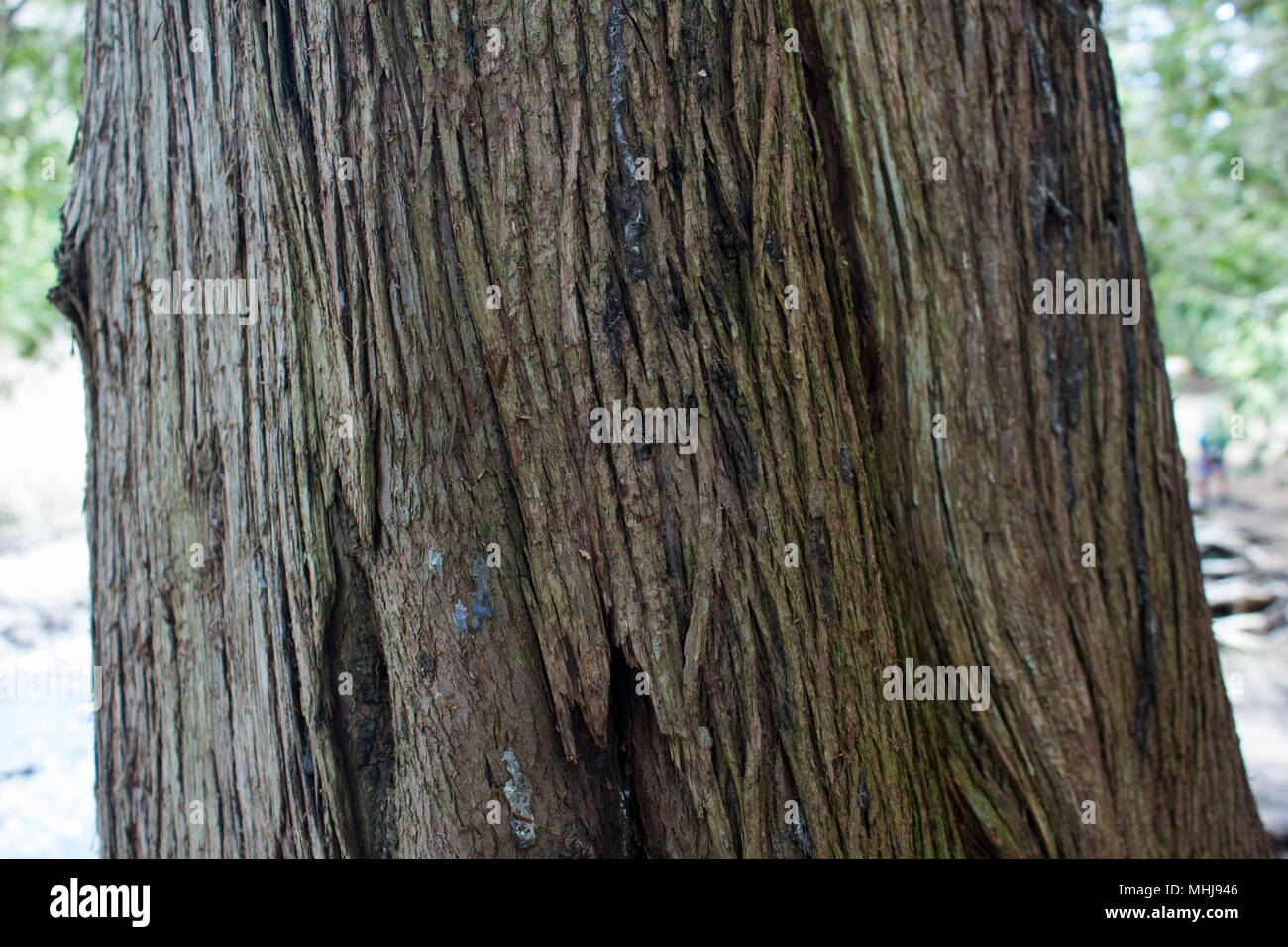 Tree Bark on spring Stock Photo - Alamy
