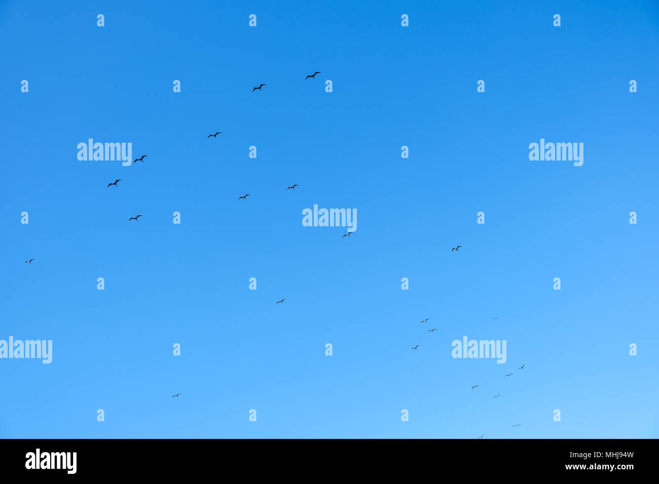 seagulls flying in formation with blue sky as backdrop Stock Photo - Alamy