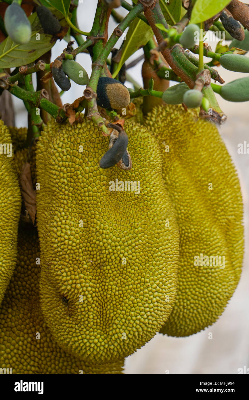 Cambodian jackfruit hi-res stock photography and images - Alamy