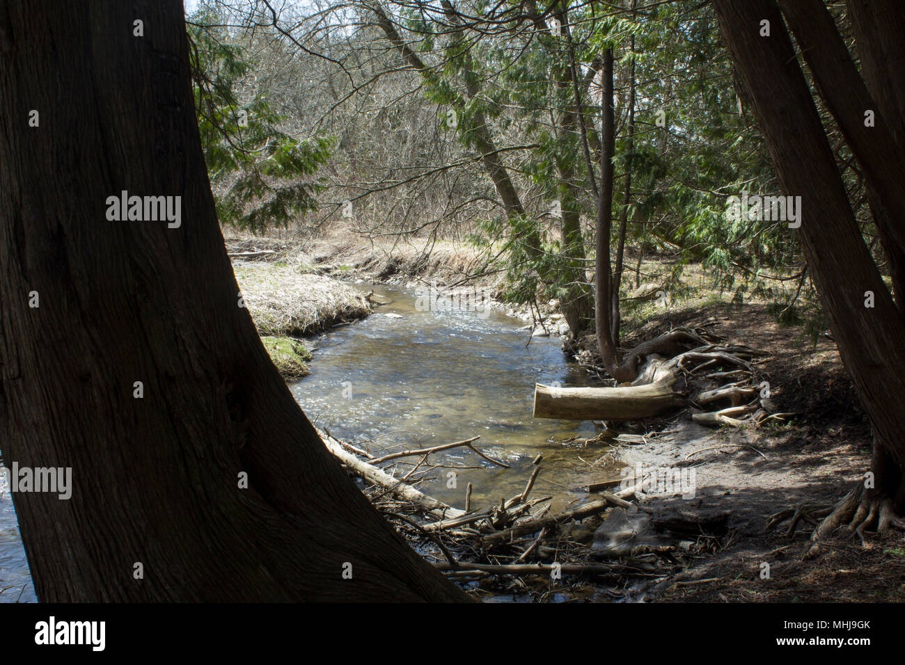 Trees in shallow river no people hi-res stock photography and images ...