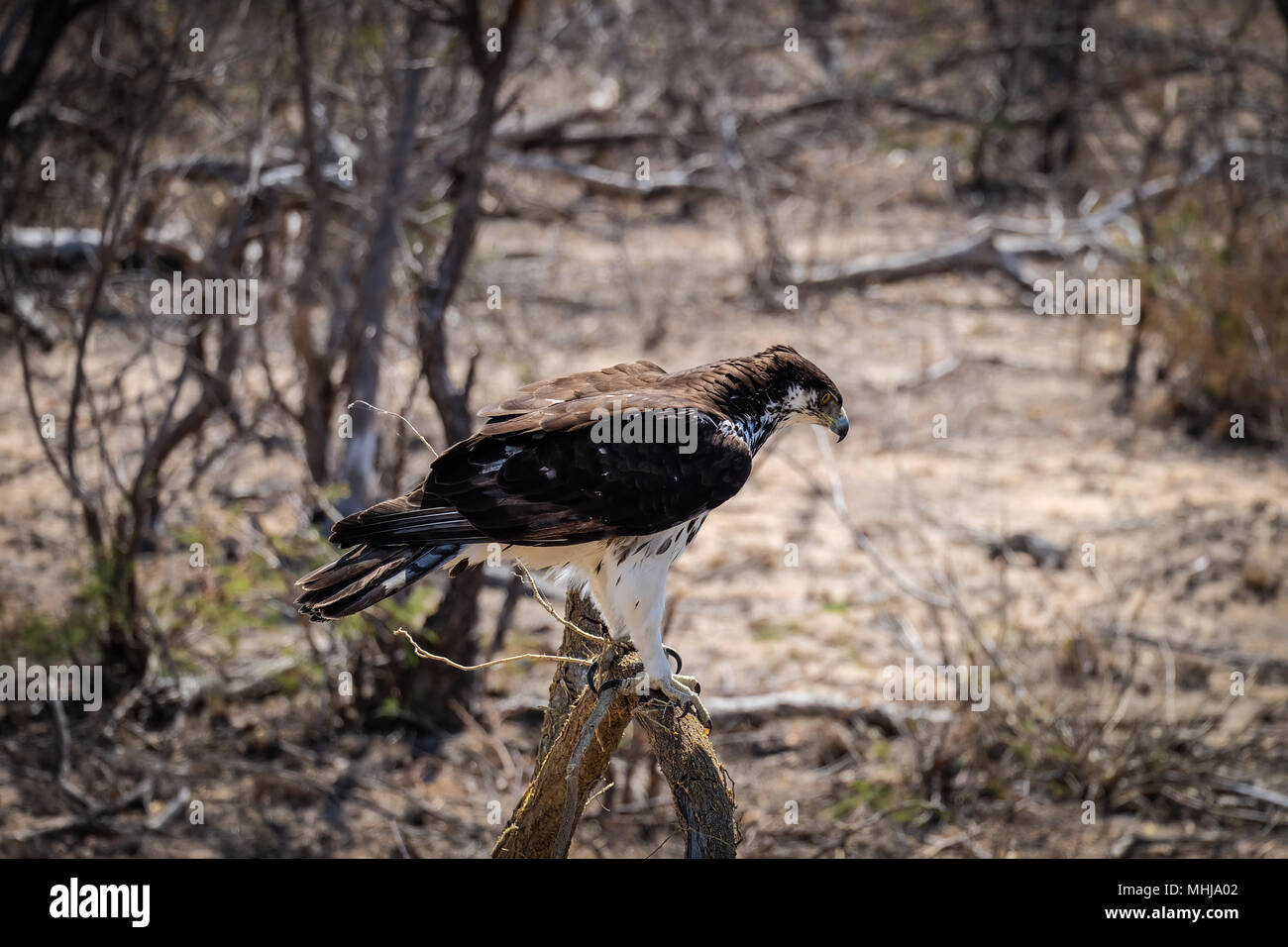 African hawk eagle hi-res stock photography and images - Alamy