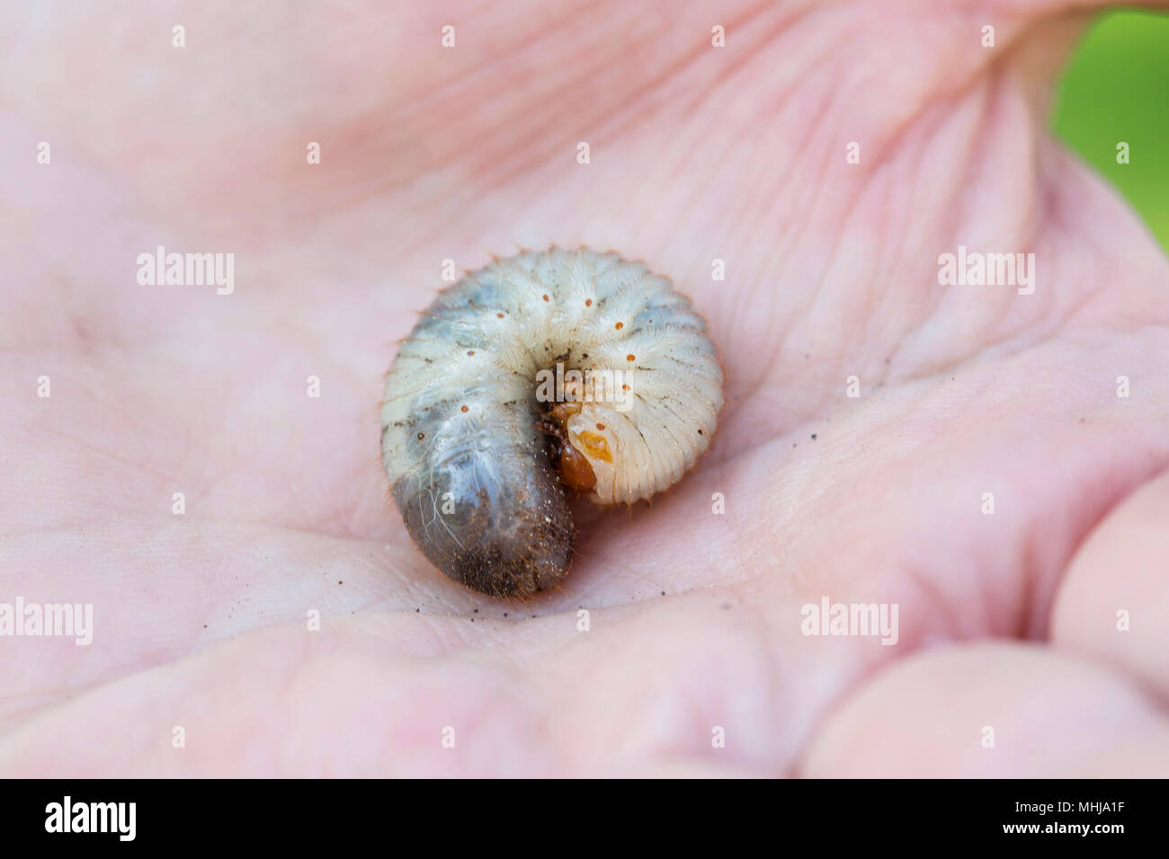Larvae of European chafer, Melolontha melolontha Stock Photo - Alamy