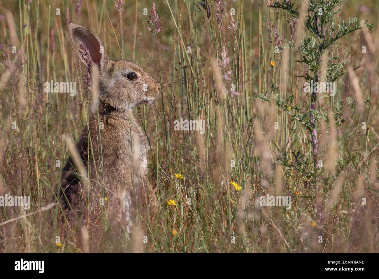 Wild brown rabbit hi-res stock photography and images - Alamy