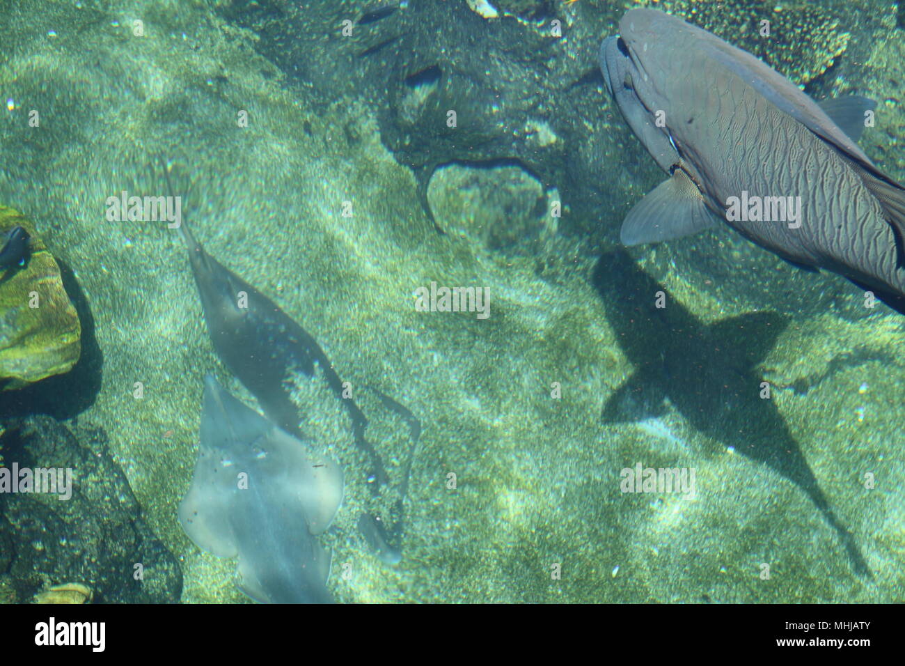 Humphead Wrasse (Cheilnus Undulatus) & Banjo Fish in Coral Lagoon Stock ...