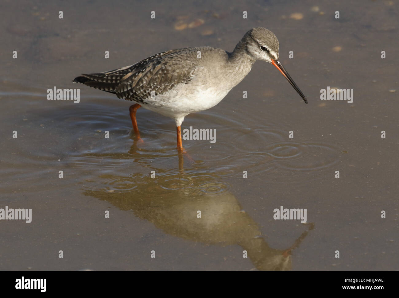 A stunning Spotted Redshank (Tringa erythropus) searching for food in a ...