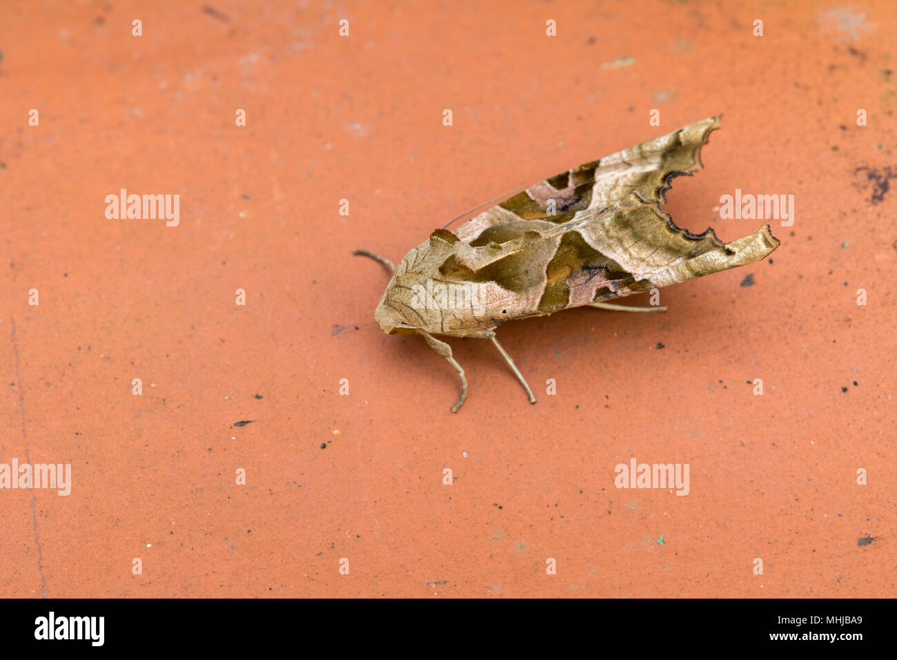 Angle Shades Moth; Phlogophora meticulosa Cornwall; UK Stock Photo - Alamy