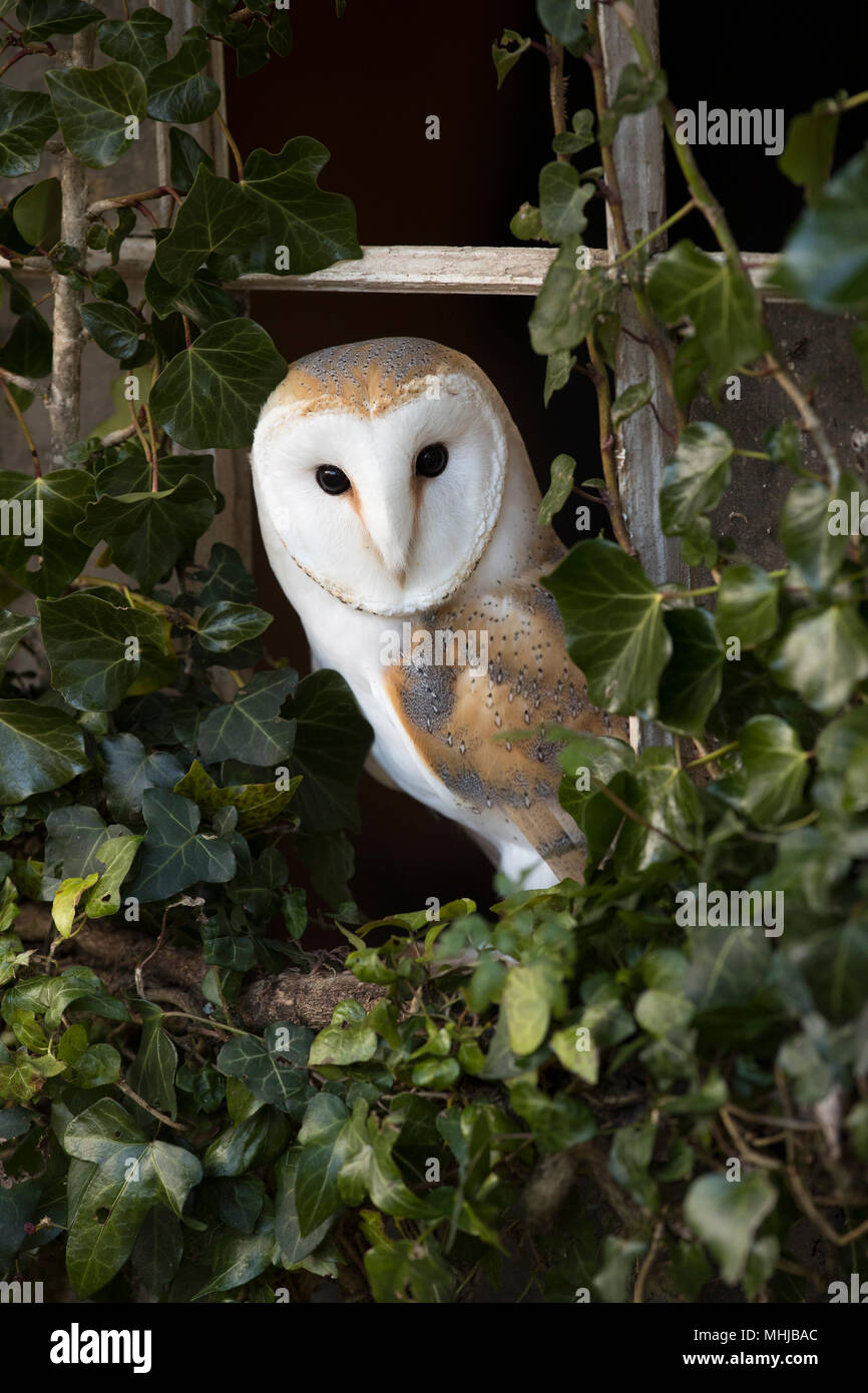 Barn Owl; Tyto alba Single in Ivy Covered Window Cornwall; UK Stock ...