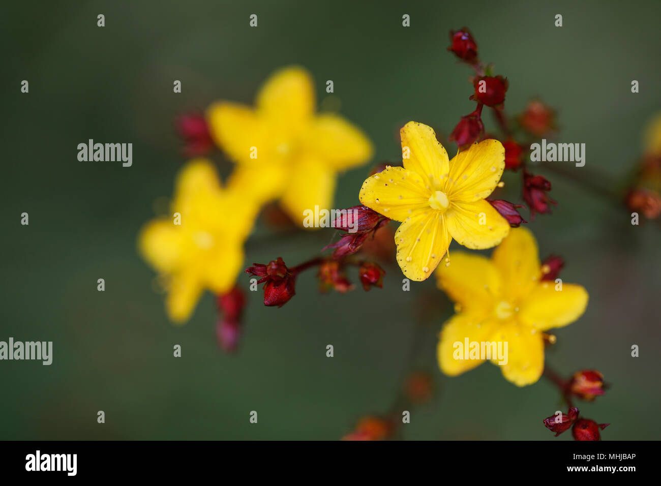 Marsh St John's Wort; Hypericum elodes Flowers Cornwall; UK Stock Photo ...