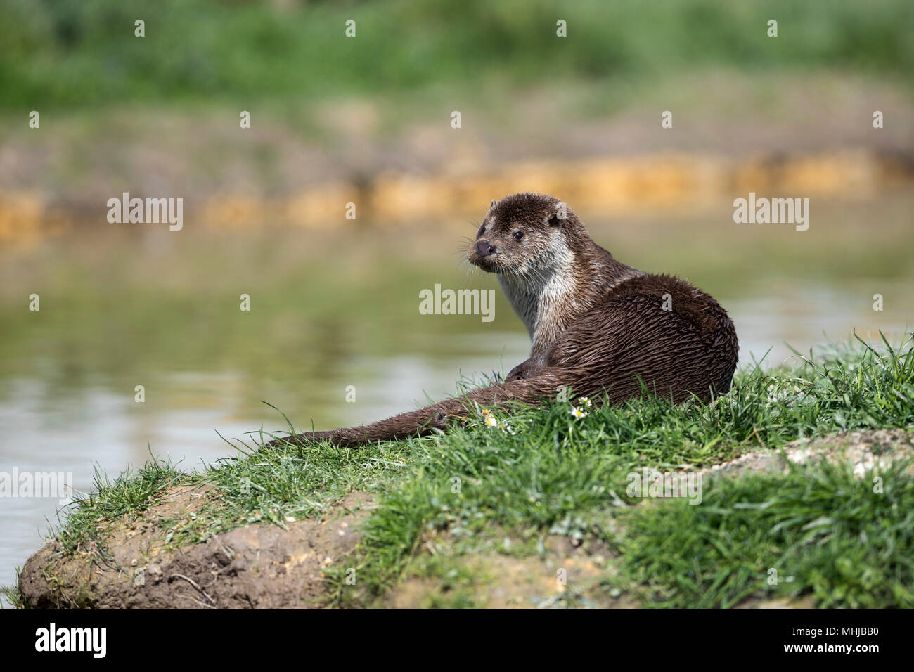 Otter sitting hi-res stock photography and images - Alamy