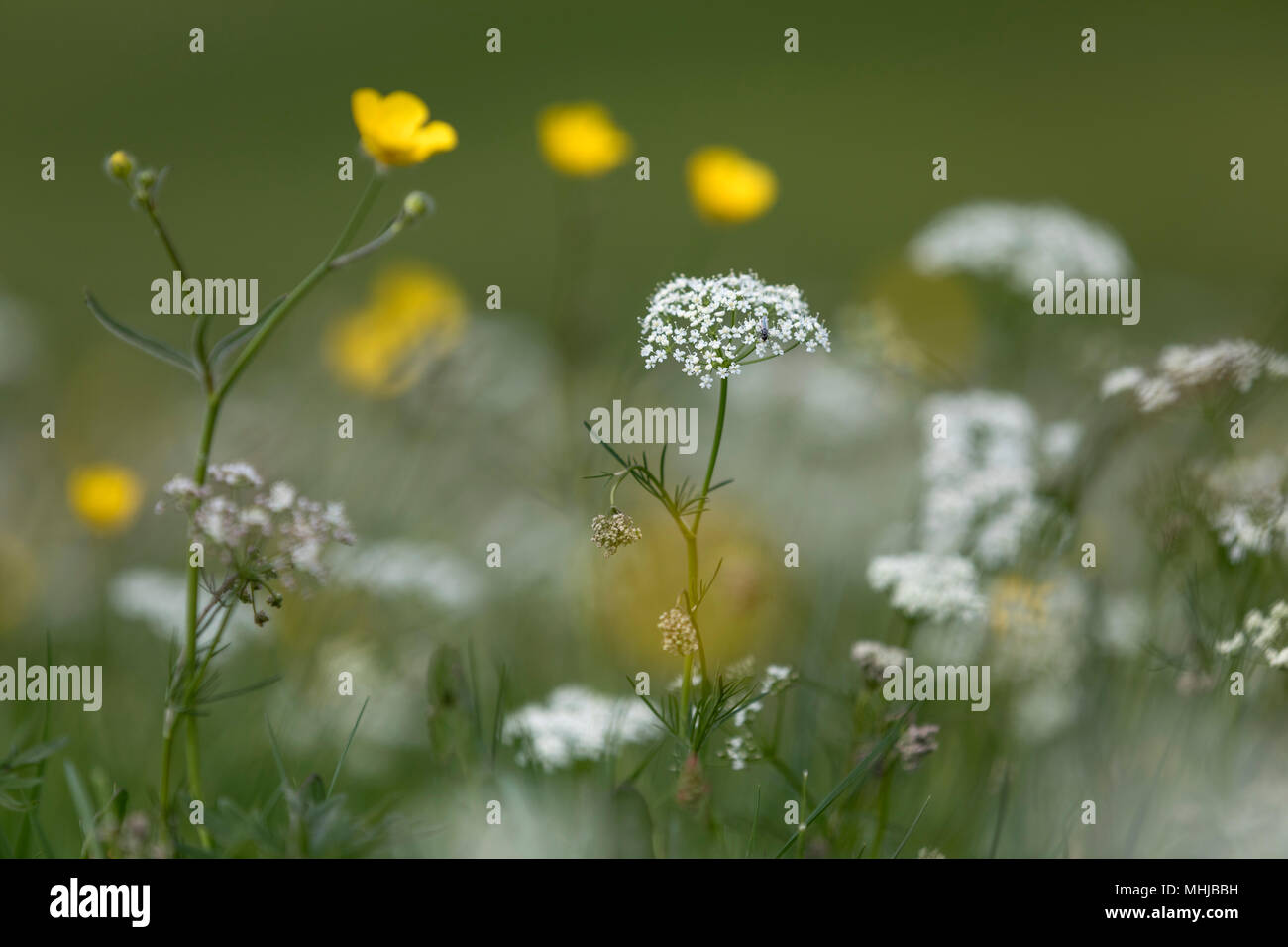 Pignut hi-res stock photography and images - Alamy