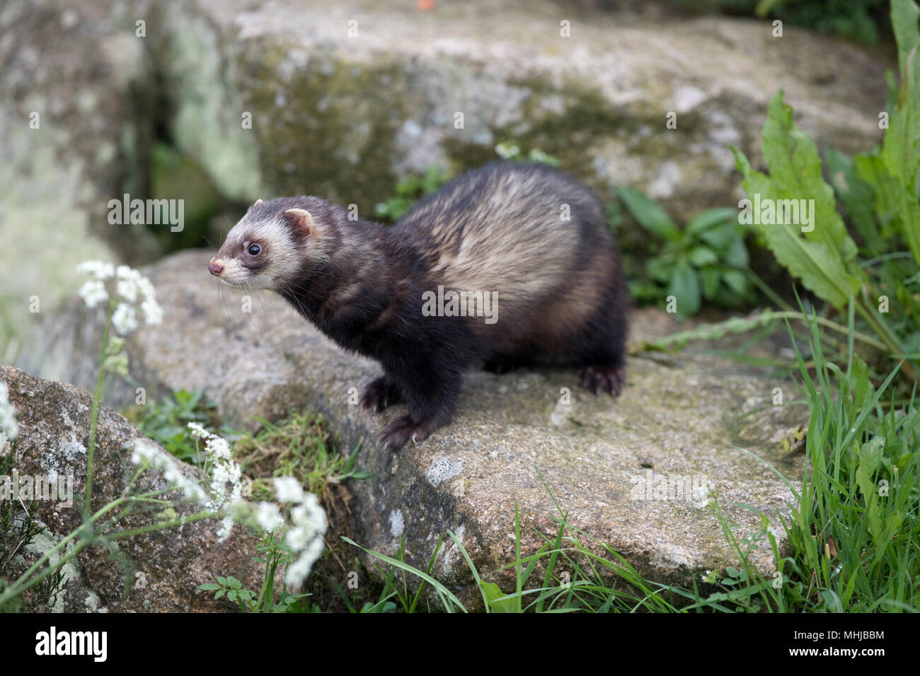 Polecat; Mustela putorius Single Captive UK Stock Photo - Alamy