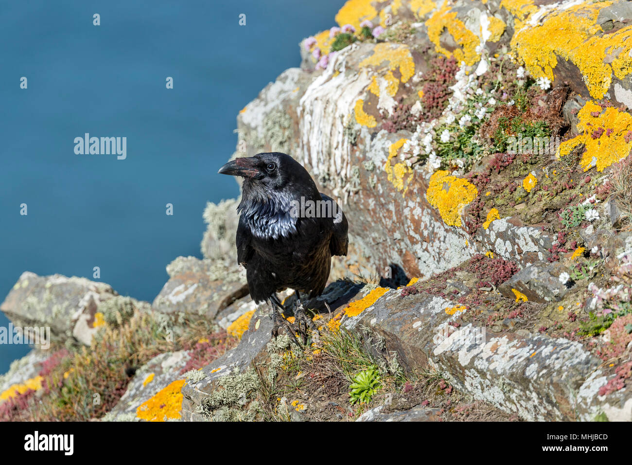 Raven cliff hi-res stock photography and images - Alamy