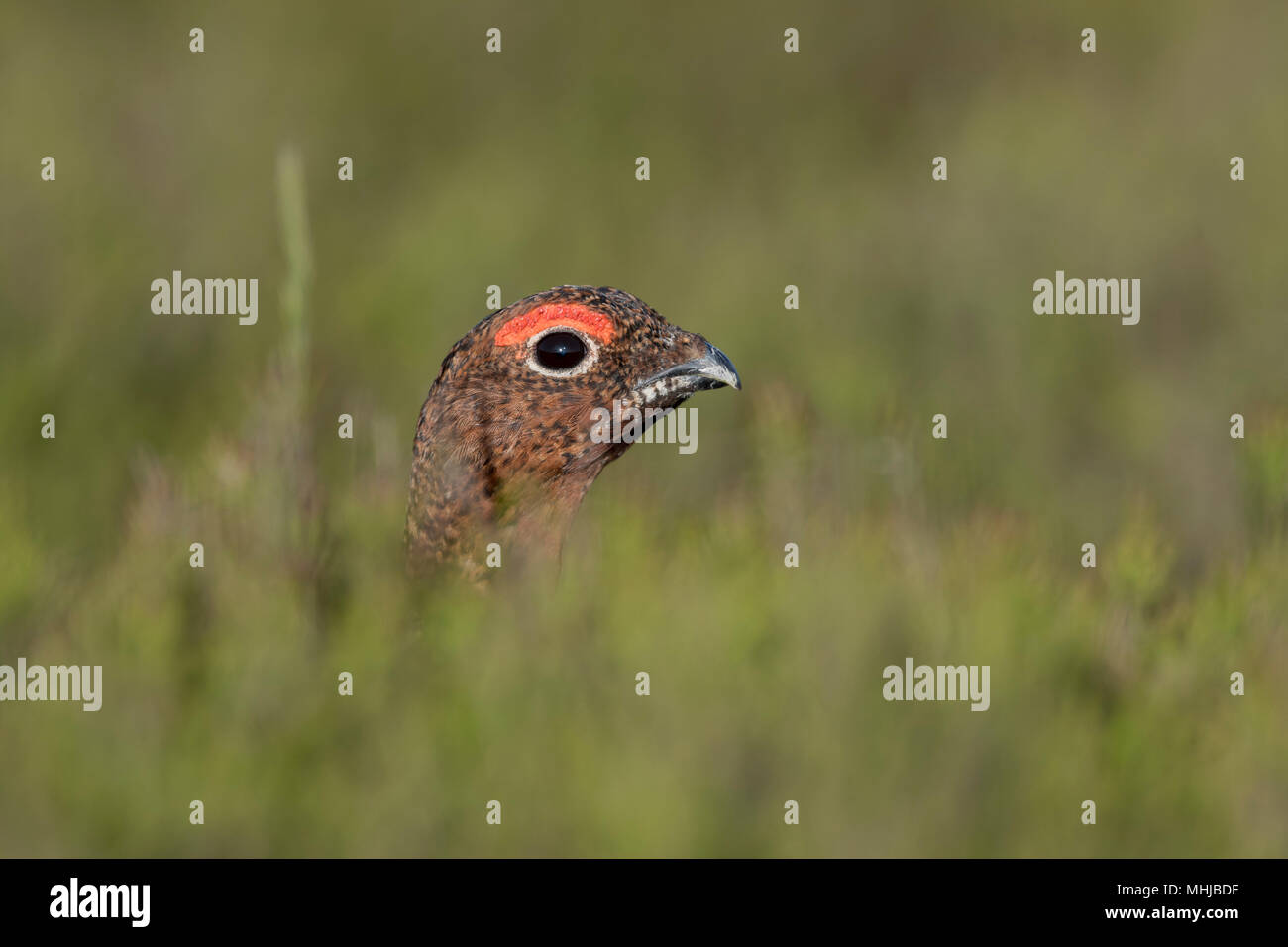 Red grouse portrait hi-res stock photography and images - Alamy