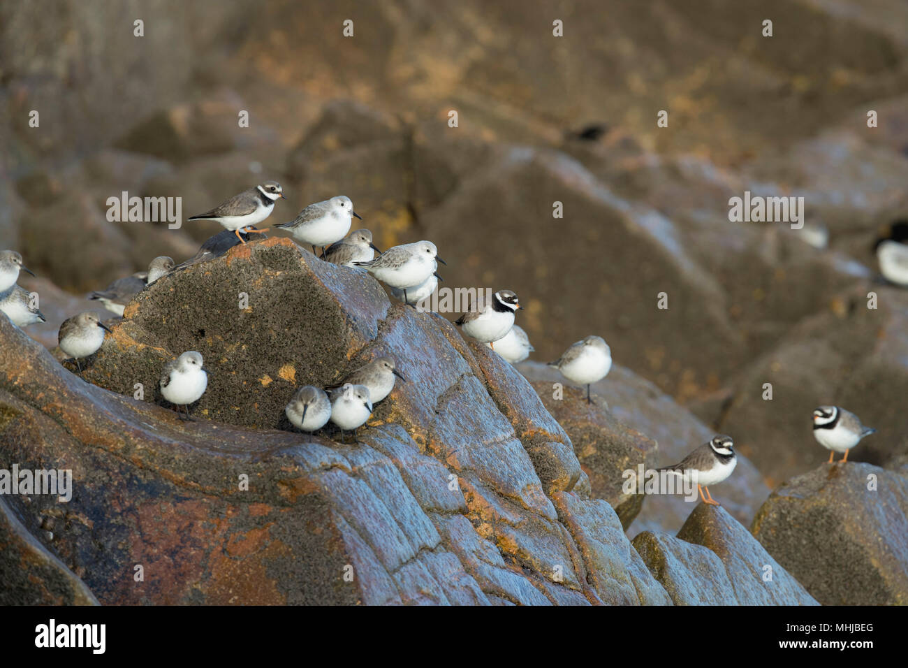 Sanderling; Calidris alba Group with Dunlin and Ringed Plover Cornwall ...
