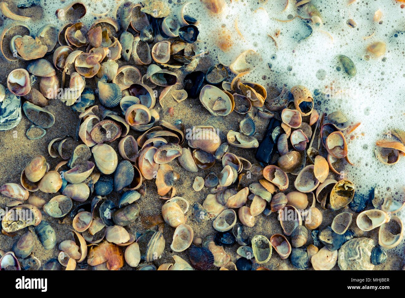 Seashore Shells Images