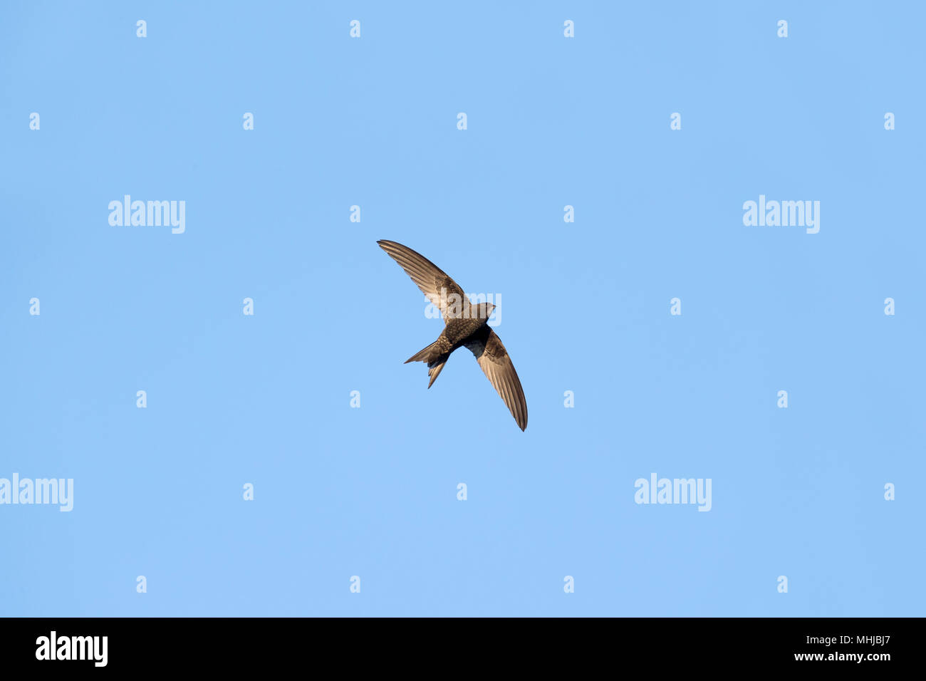 Swift flying bird hi-res stock photography and images - Alamy